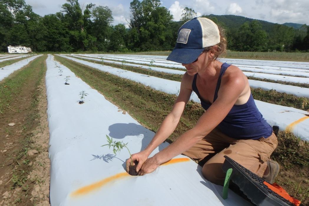 An Update on Our Field Research-Hemp, Ginseng, and More! - New Crops ...