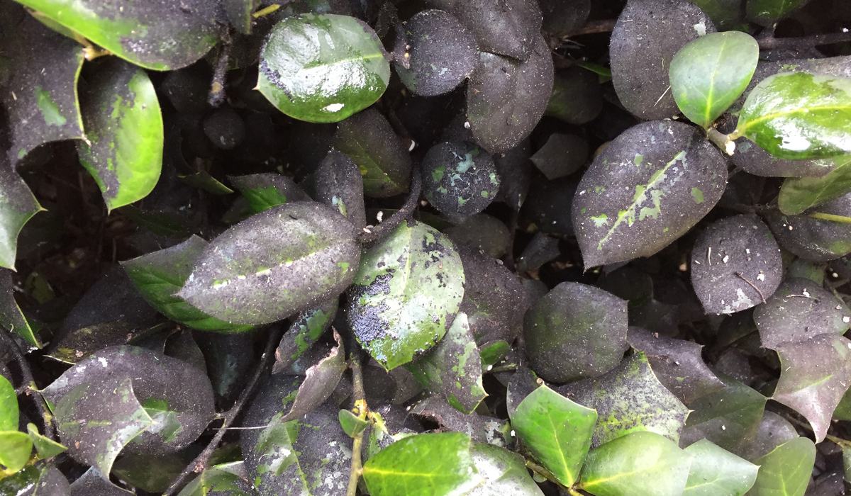 Pest Alert: Scale Insects on Holly - Henderson County Center | N.C ...
