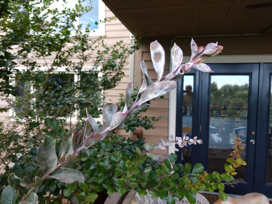 Pest Alert: Powdery Mildew on Dogwoods and Crape Myrtles - Henderson ...