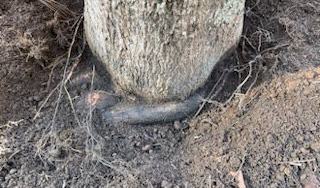 Plant Health Alert - Excavate Root Collars to Save Trees - Henderson ...