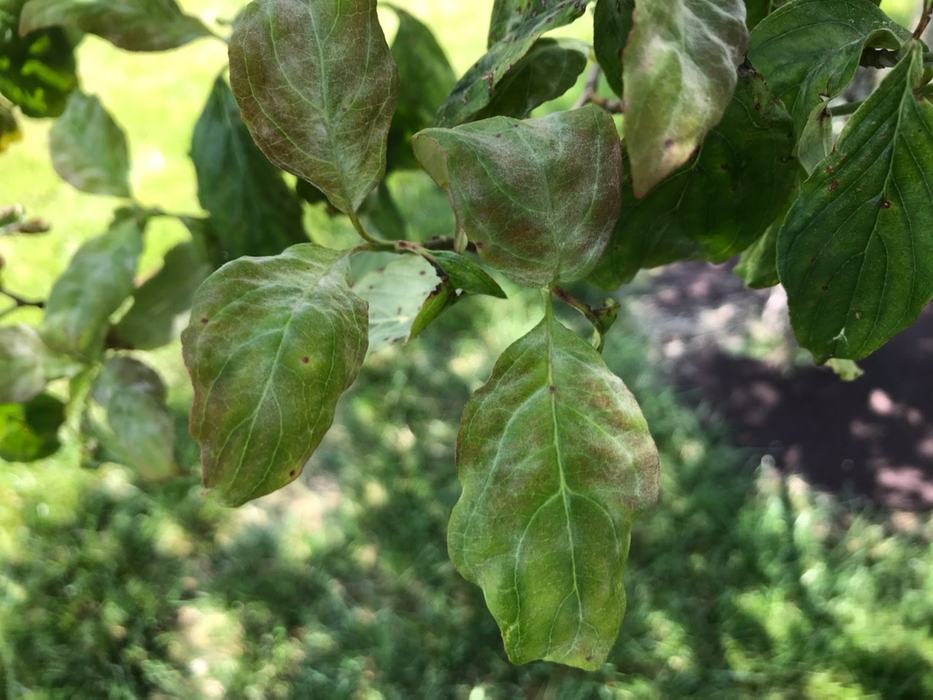 Pest Alert: Powdery Mildew on Dogwoods and Crape Myrtles - Henderson ...
