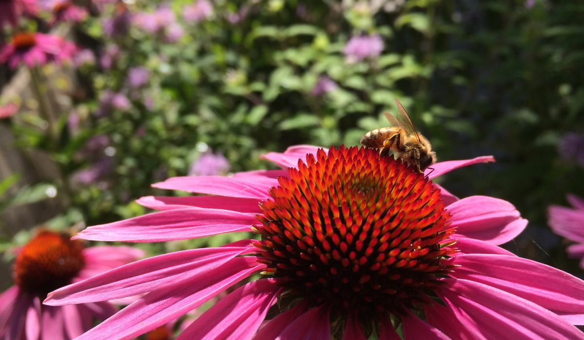 Pest Alert - Coneflower Diseases - Henderson County Center | N.C ...