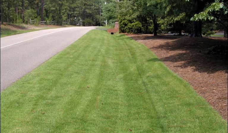 Choosing the Right Grass for Your Lawn - Wayne County Center | N.C ...