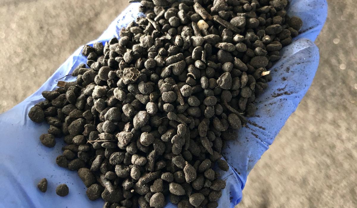Composting Turns Swine Lagoon Sludge to Landscaping Products - Animal ...