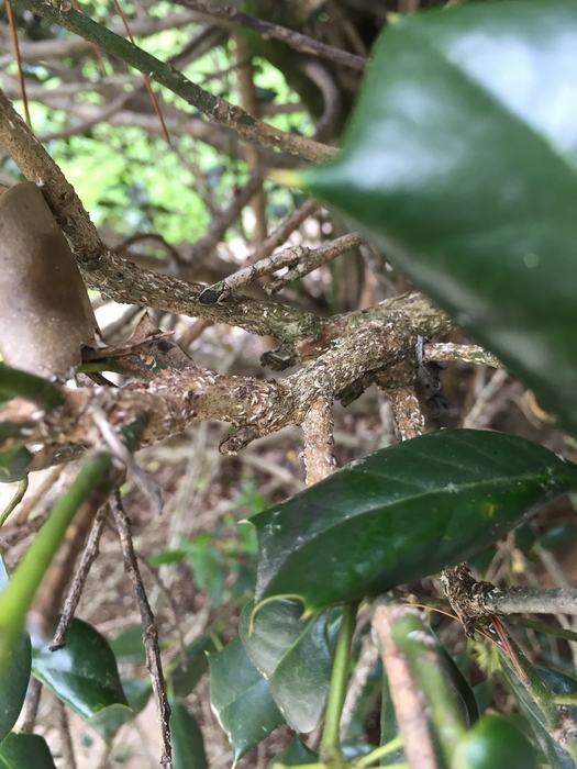 Pest Alert - Japanese Maple Scale on Hollies - Henderson County Center ...