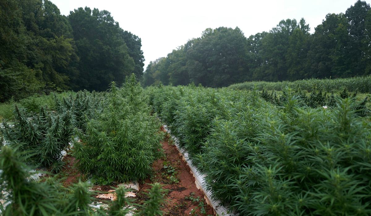2021 NC State Floral Hemp Variety Trial Results - Hemp