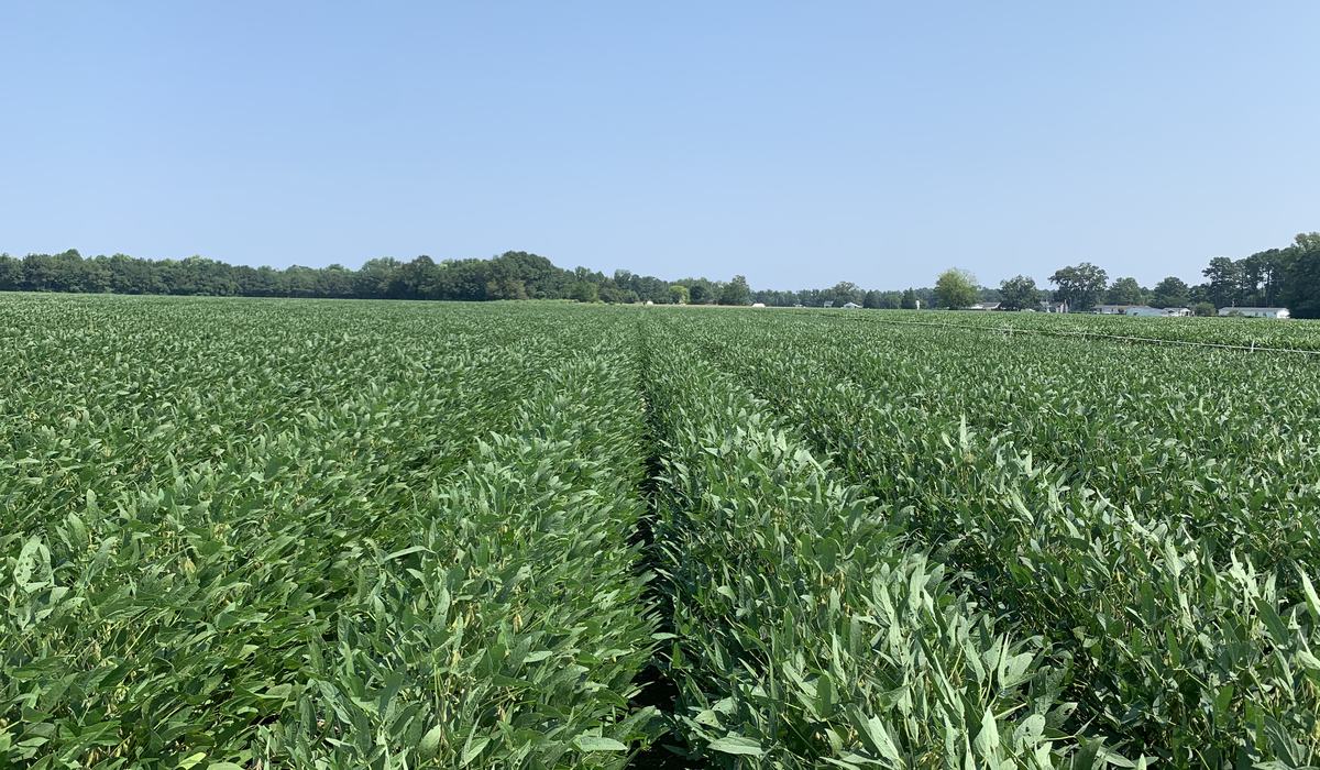 2020 NC Soybean Yield Contest Results Announced - Soybeans | NC State ...