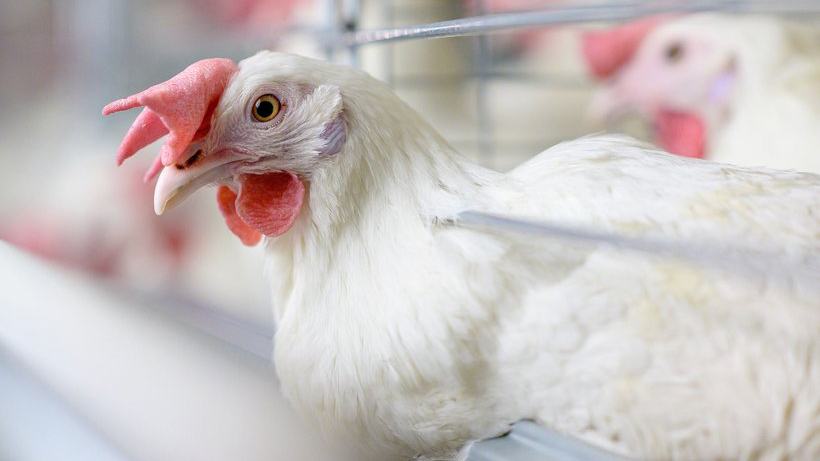 Hendrix Genetics Analyzes 60 Years of North Carolina Layer Test Data ...