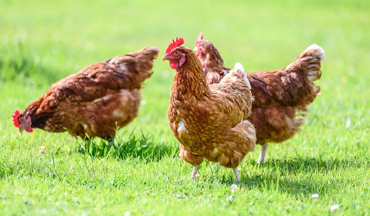 Backyard & Small Flock Poultry Program From Auburn University ...