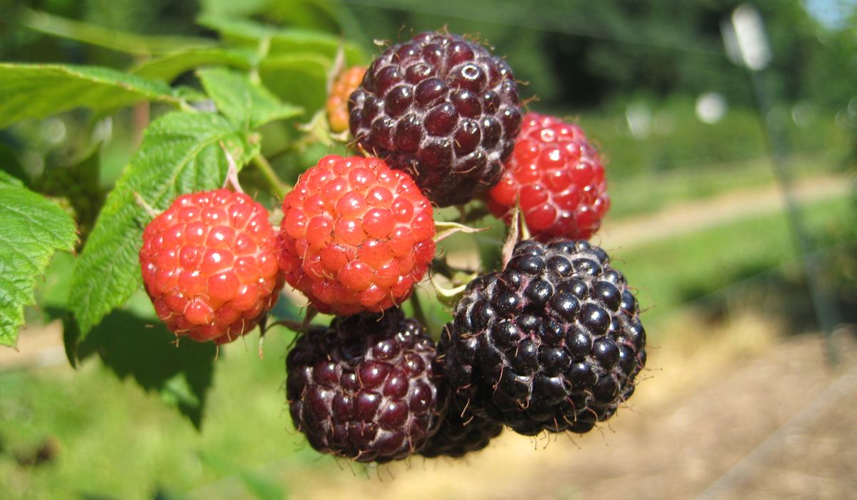 Caneberry Breeding and Cultural Practices Research Updates - Blackberry ...