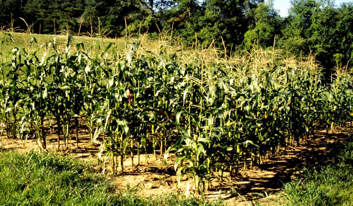 Sweet Corn Bird Damage-Help With the Research! - New Crops & Organics