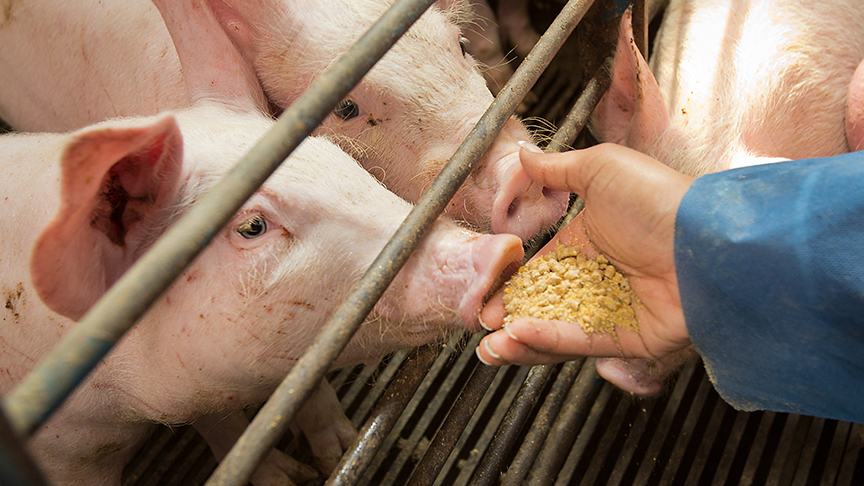 N.C. A&T Research Team Investigates SARS CoV-2’s Potential to Infect ...
