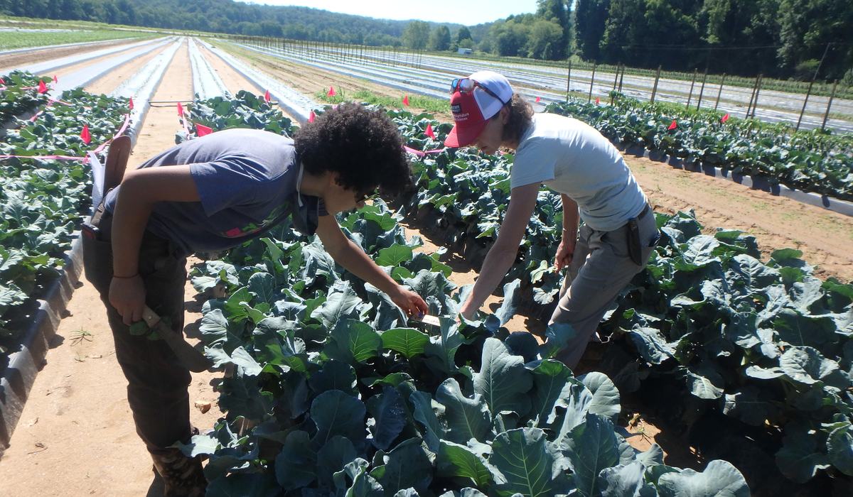 NC State Summer / Fall Field Research Job in Western NC - New Crops ...