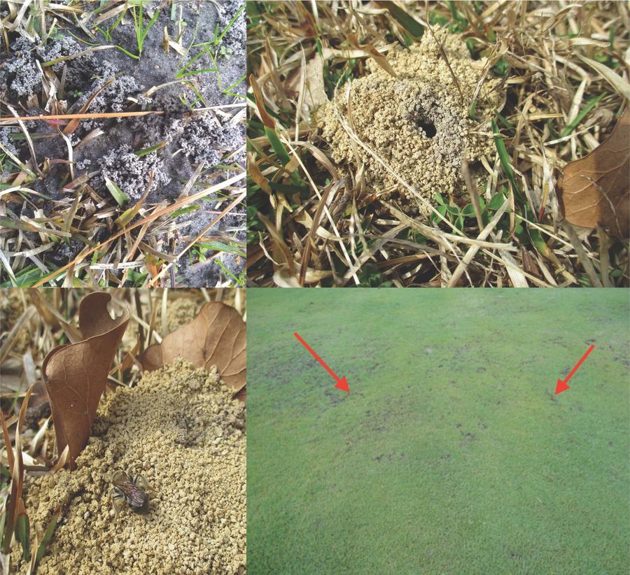 Is That Mole Cricket Damage? - Craven County Center