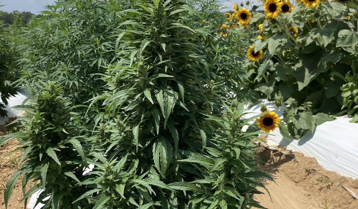 Late July Hemp Pics-NC Alternative Crops & Organics - New Crops & Organics
