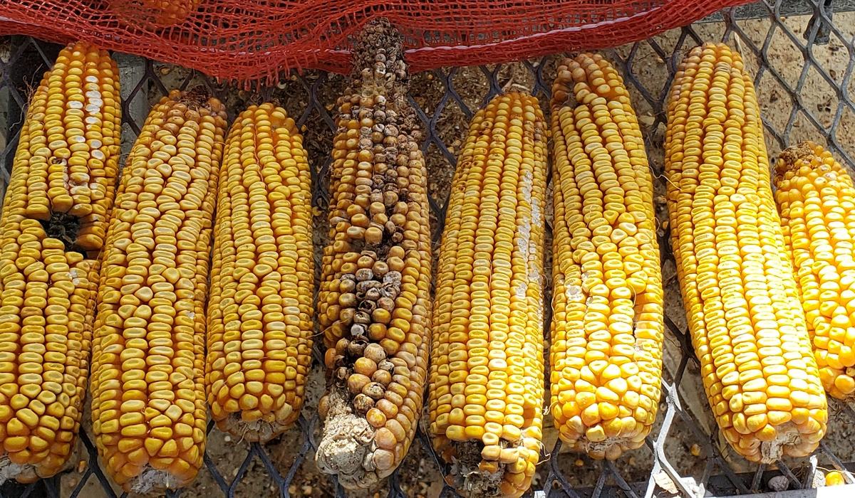 Reducing Aflatoxin in Grain Corn - Corn | NC State Extension