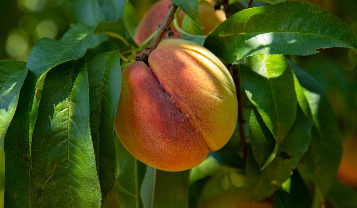 Choose Summer Peaches by Their Color to Enjoy the Best Flavors - Union ...