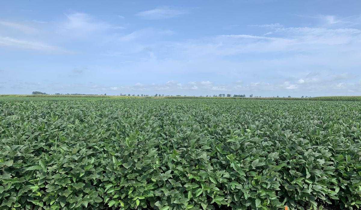 Weed Control in Non-Traited Row Crops - Soybeans | NC State Extension