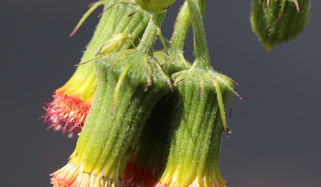 Have You Seen Thickhead in Your Garden? - Weeds | NC State Extension
