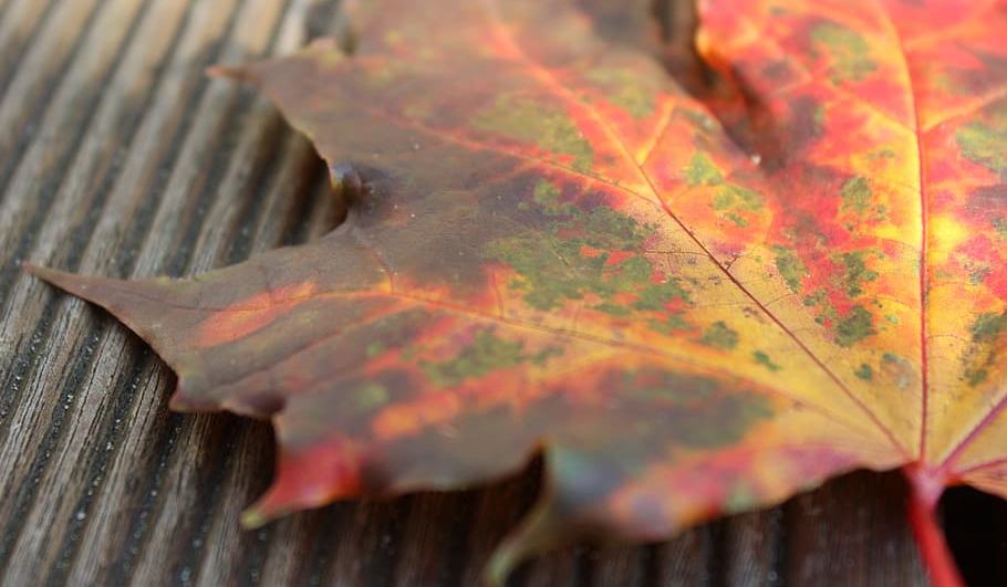 Before the Leaves Fall - Stokes County Center | N.C. Cooperative Extension