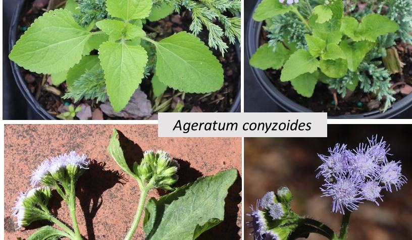 What’s That Pretty Weed? Ageratum - Weeds | NC State Extension