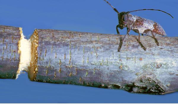 Pecan Twig Girdlers - Pamlico County Center | N.C. Cooperative Extension