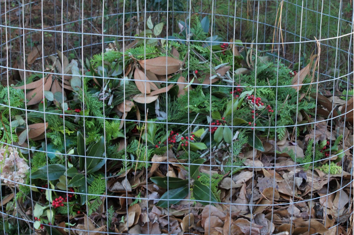 Recycle Your Discarded Christmas Tree This Year! - Haywood County ...