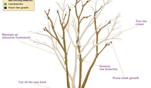 For the Love of Pruning: Tips and Tricks for a Successful Pruning ...