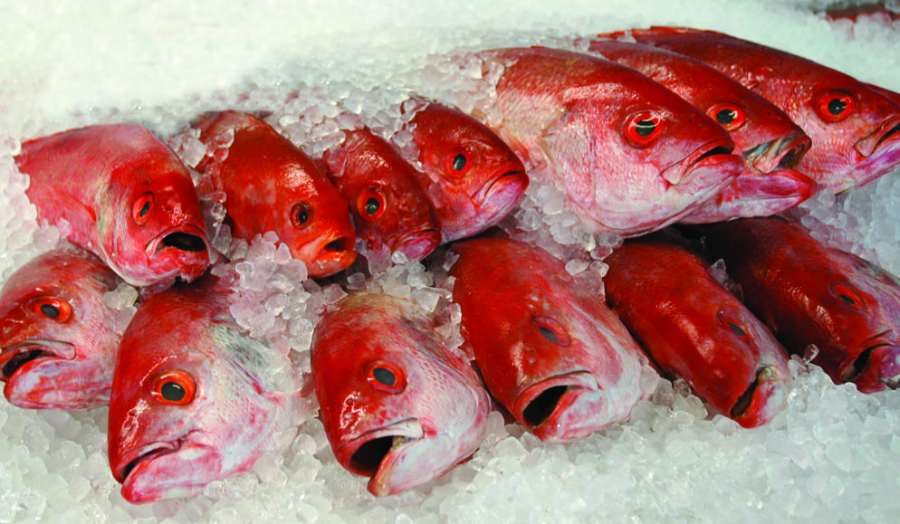 Contact Us - Seafood Science | NC State Extension
