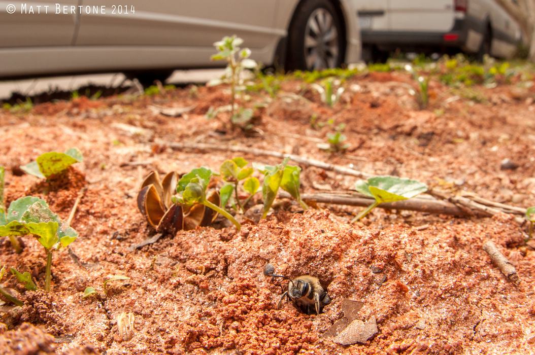 It's the Season for Busy Ground-Nesting Bees! - Plant Disease and ...