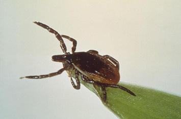 Pest Alert - Ticks in the Landscape - Henderson County Center | N.C ...