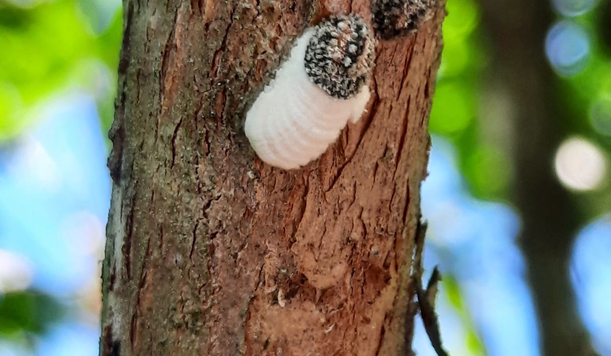 New Factsheet: Scale Insects on Blueberry - Blueberries | NC State ...