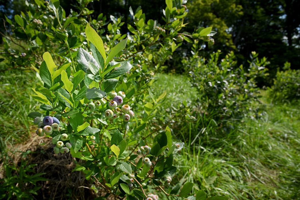 The Meteoric Rise of North Carolina Blueberries - NC State Extension