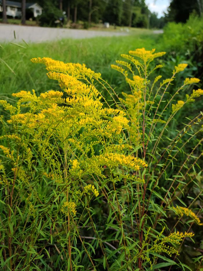 Fall Goldenrod: Appreciating a Roadside Wildflower in Your Garden - Lee ...