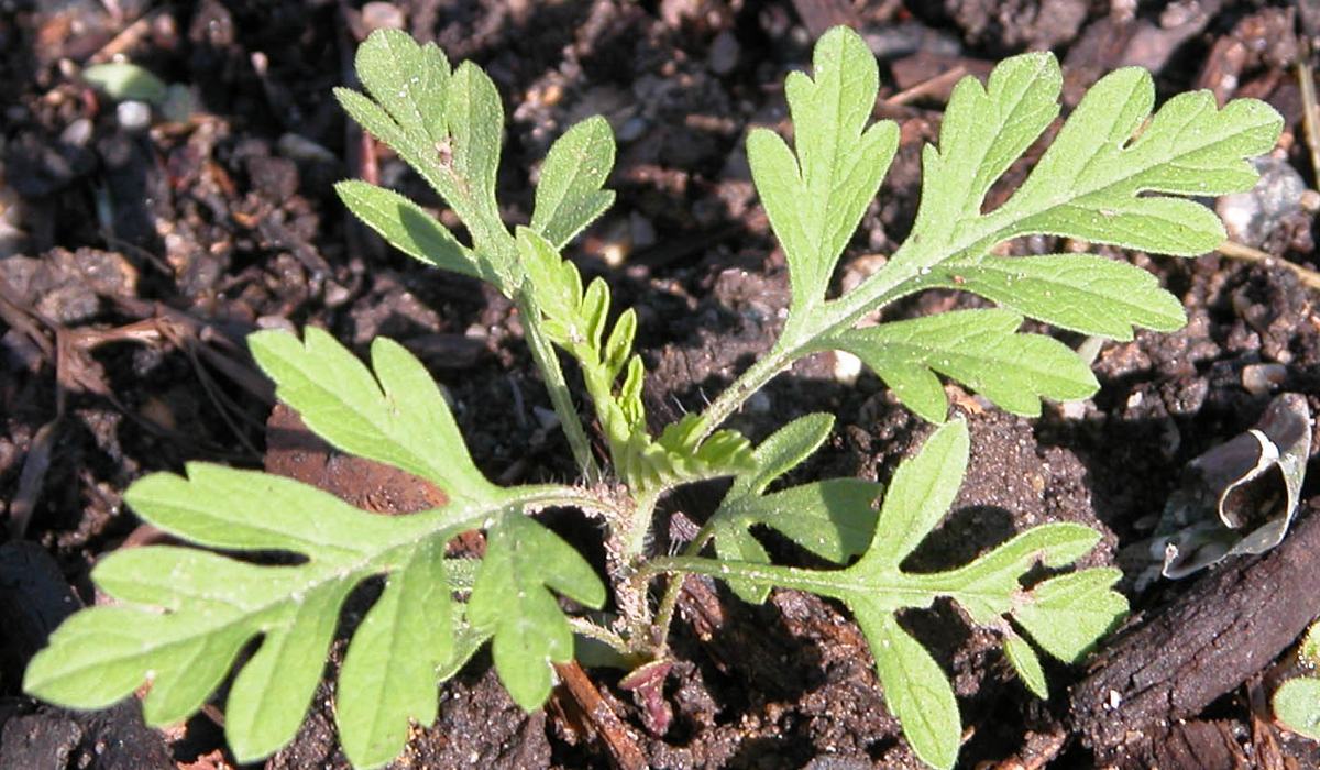 Common Ragweed - a Challenging Weed to Control in Fraser Fir Production ...