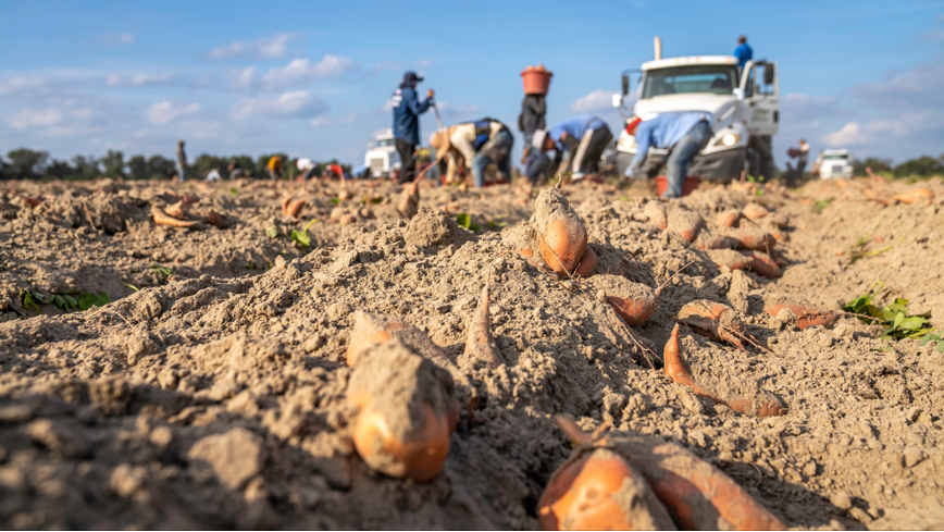 Gleaning “Lost” Produce, an Avenue for Farmers to Give Back to the ...