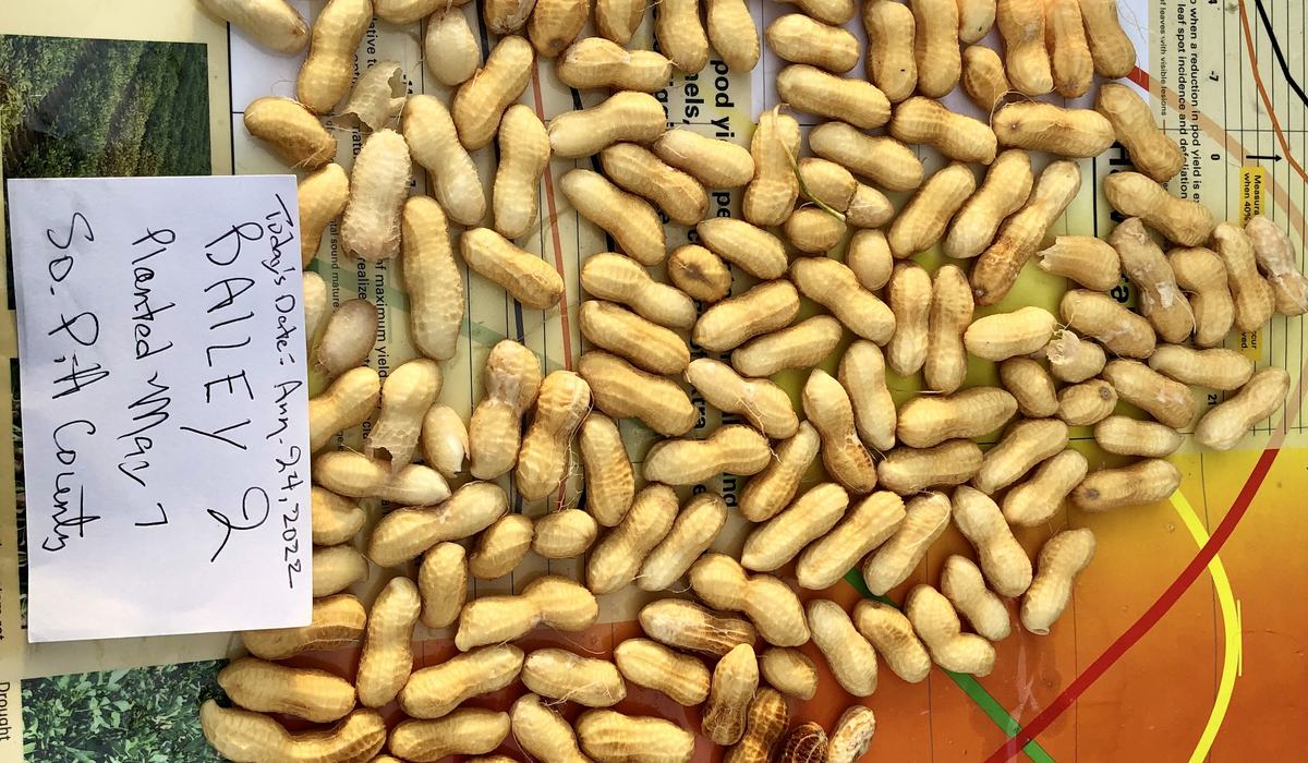 Mitch Smith Pod Maturity Peanut Notes No. 197 2022 - Peanut