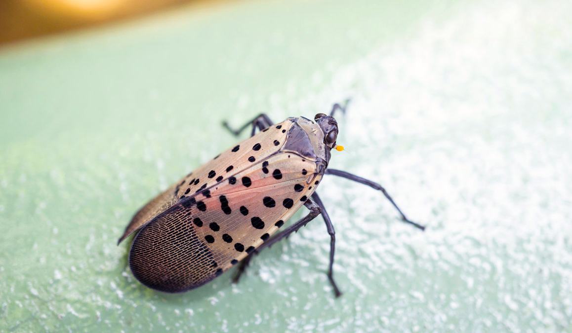 Invasive Insect Spotted in North Carolina - NC State Extension