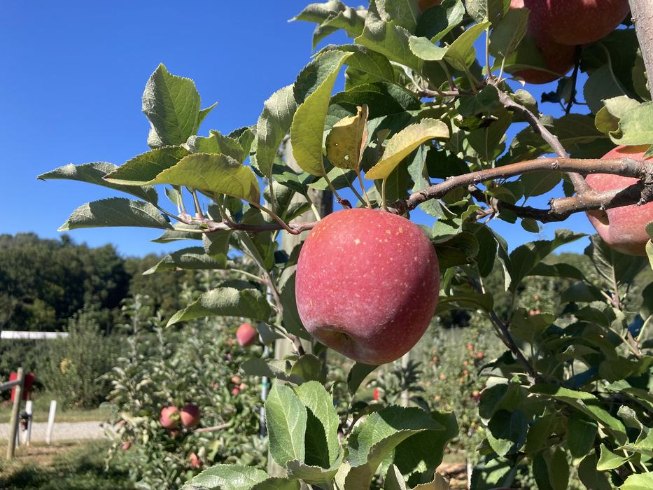Horticultural Update: Hurricane Ian and Apple Preharvest Drop ...