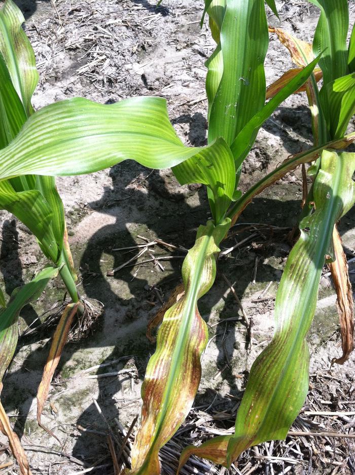 When Fertilizer Is NOT the Reason for Poor Plant Growth - Craven County ...