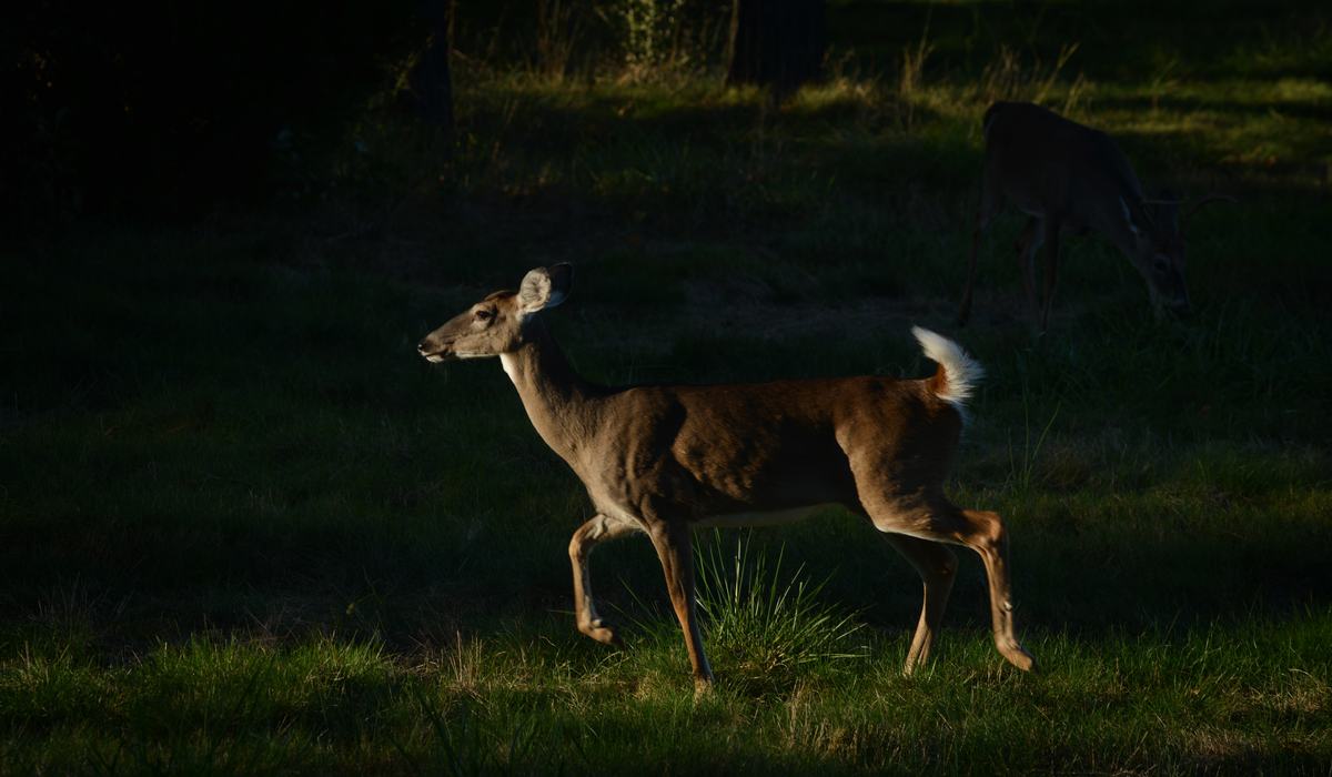 Fall Micro-Plots for Deer - Gaston County Center | N.C. Cooperative ...