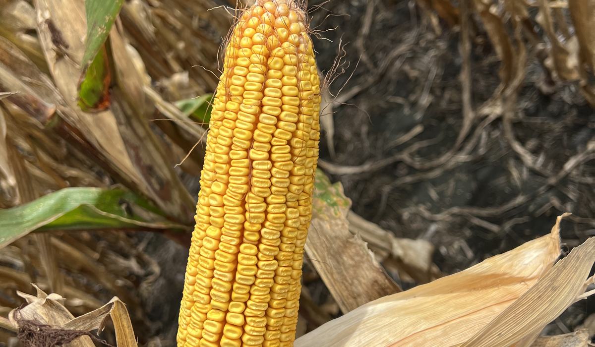 2022 NC OVT Corn (Grain) Data - Now Available - Official Variety Testing