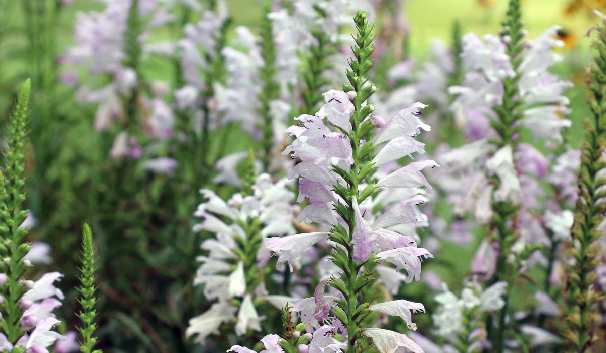 Use Environmentally Friendly Native Plants to Replace Invasive Species ...