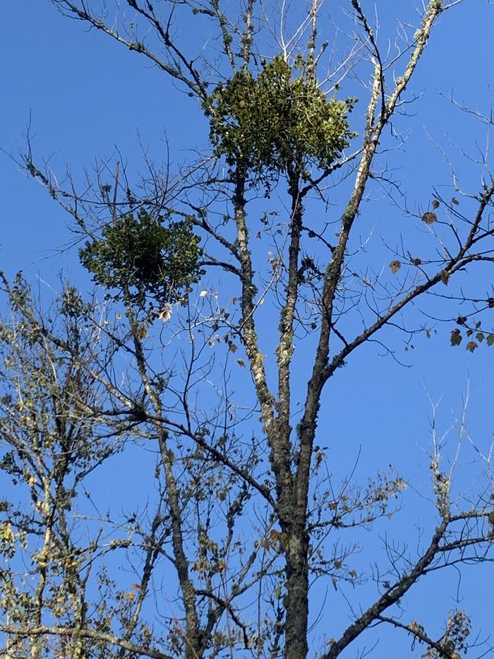 Mistletoe- Why Are Parts of My Tree Staying Green? - Beaufort County ...