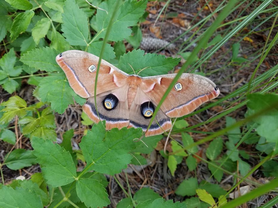 Lives in the Leaves: The Beautiful Moths and Butterflies That Sleep in ...