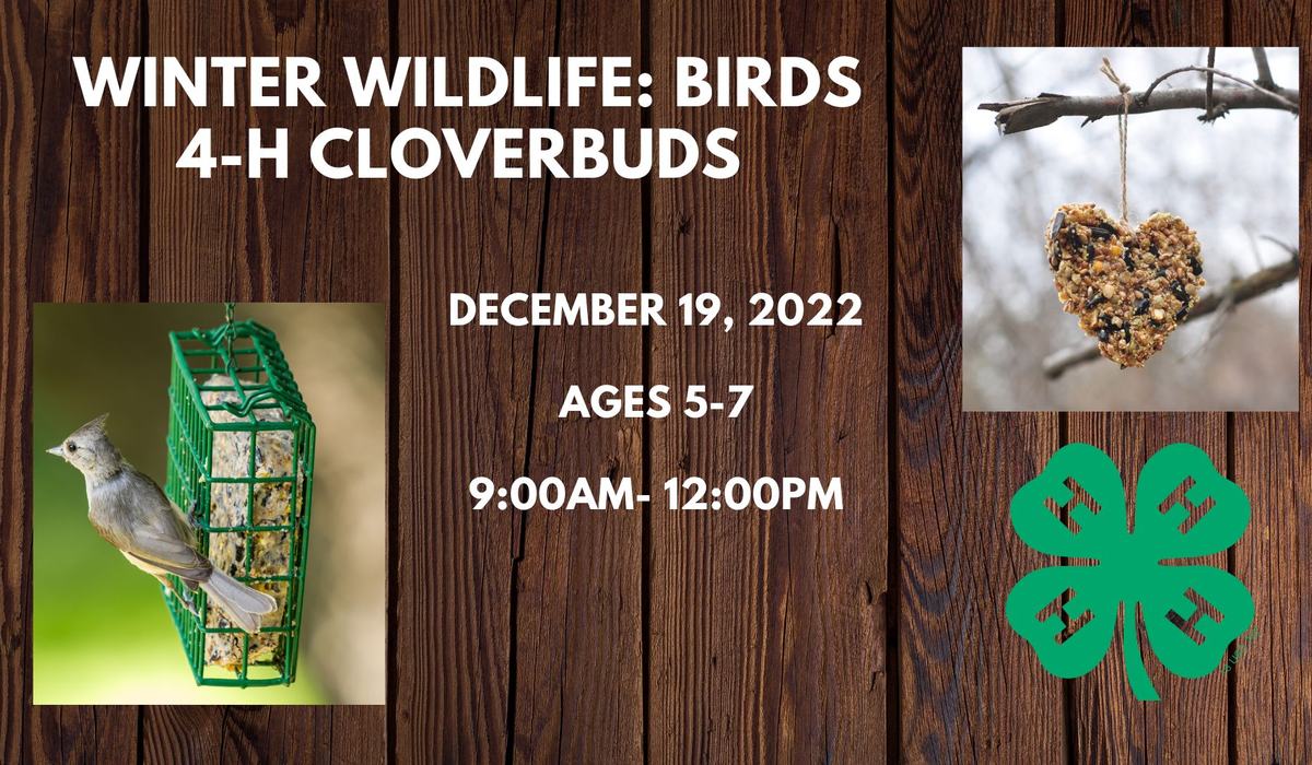 4-H Cloverbuds: Winter Wildlife-Birds - Currituck County Center | N.C ...
