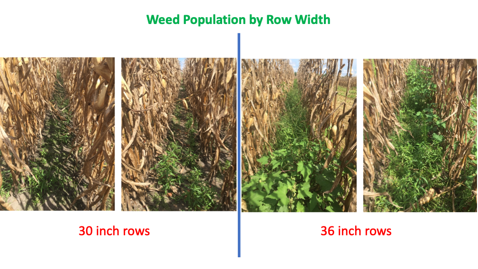 Eliminating Weed With Cultural and Chemical Practices - Craven County ...