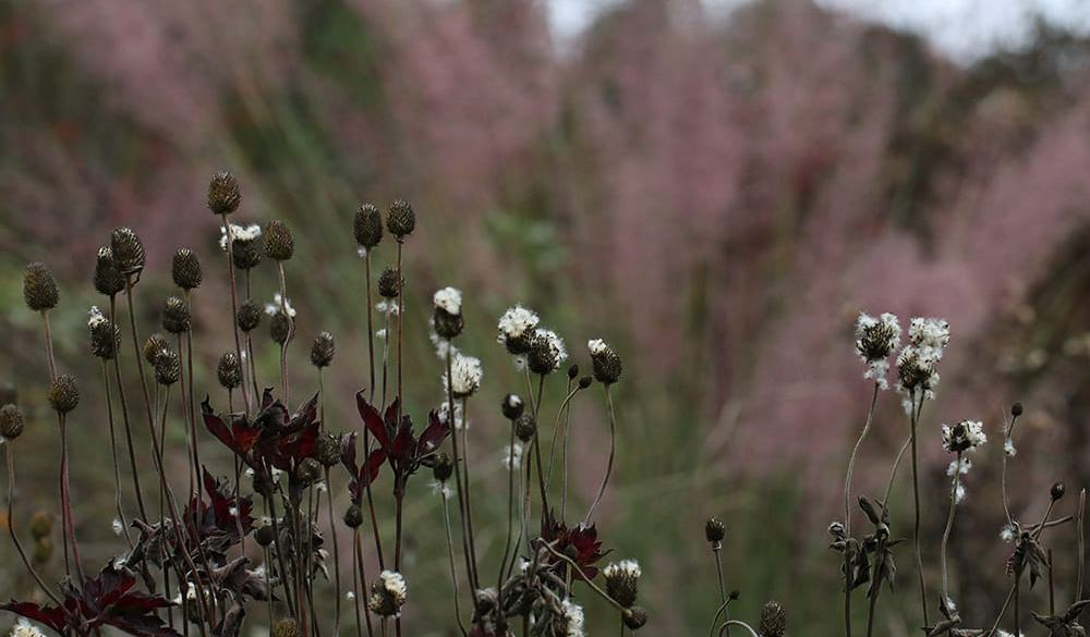 Fall Chores in the Pollinator Garden: Leave the Leaves and Save the ...