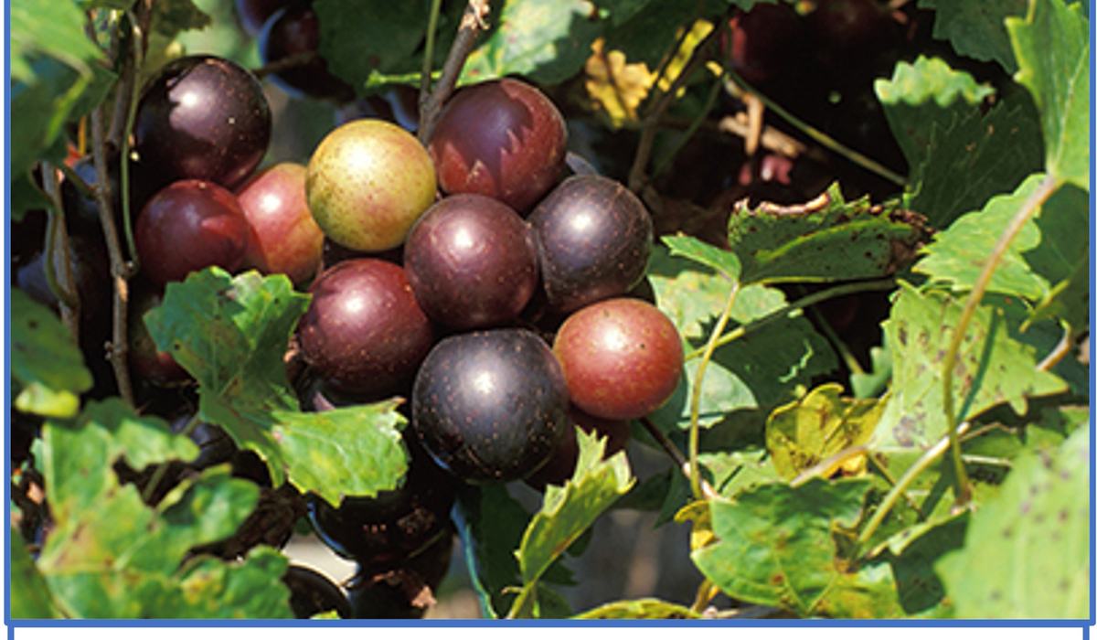 Quick Reference Guide: Growing & Pruning Muscadine Grapes - Pamlico ...