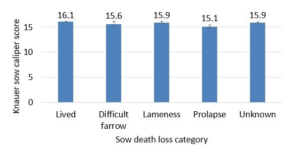 Sow Death Loss Associated With Parity, Sow Body Condition - Swine | NC ...